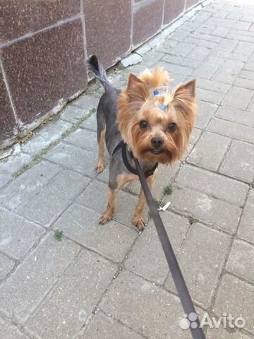 Вязка Йоркширского терьера