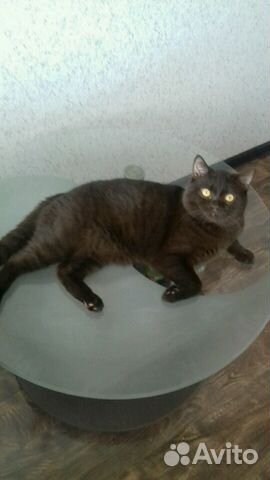 Вязка кот. Шоколадный британец