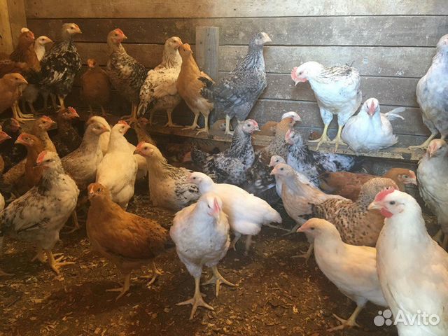 Цыплята 2 месяца