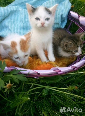 Котятеночек, 2 мес