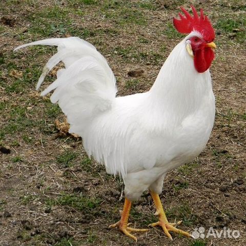 Петухи Леггорн
