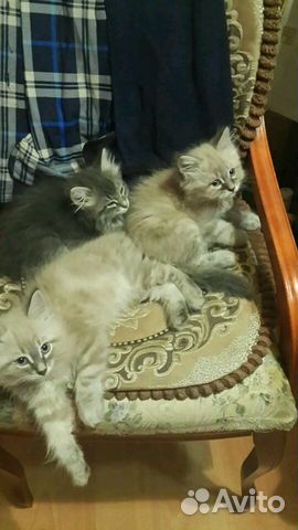 Котята