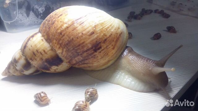 Улитки Ахатины