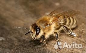 Пчелы породы Карпатка