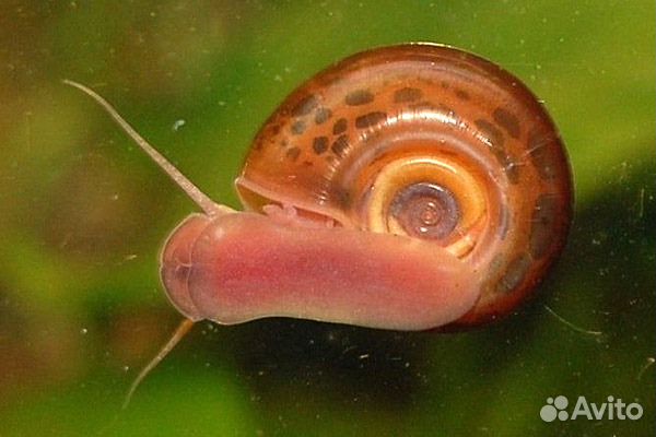 Продам улиток катушек