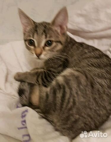 Хороший котик 4 мес