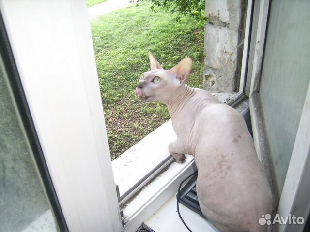 Ищем пару для кошечки