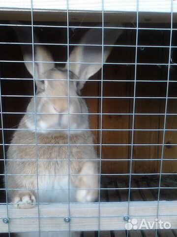 Кролики, мясо кроликов