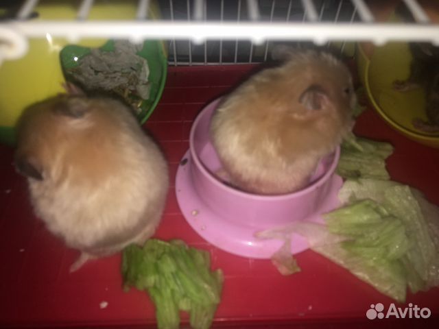 Сирийские маленькие хомячки сатиновые золотистые