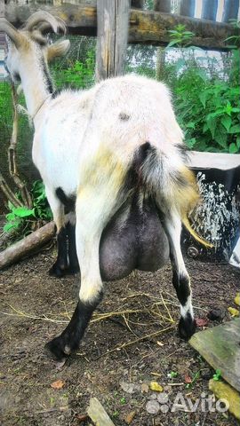 Козочка альпийская