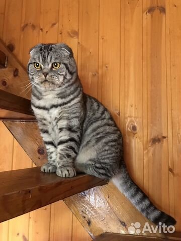 Шотландский вислоухий кот ищет подругу для вязки