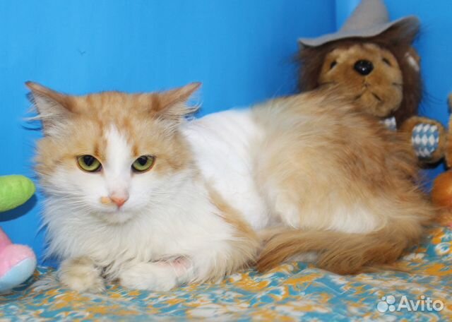 Нежный котик Абрикос