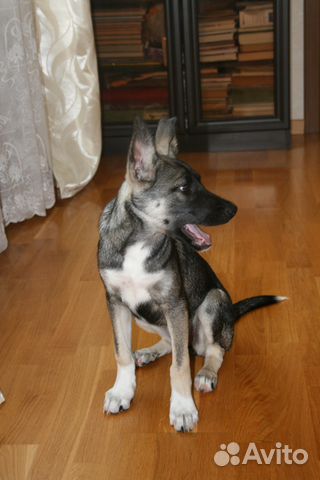 Ищем добрые,заботливые руки