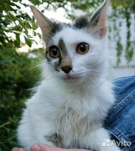 Миниатюрная кошечка Зайка