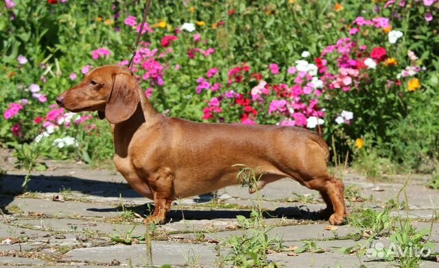 Вязка. Жених РКФ