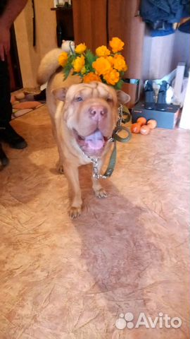 Отдам шарпея Лексуса