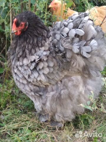 Куры породы - Кохинхин