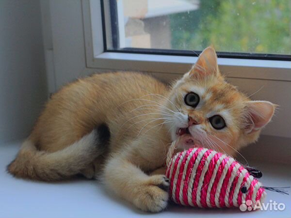 Жорик - золотистый тикированный котик