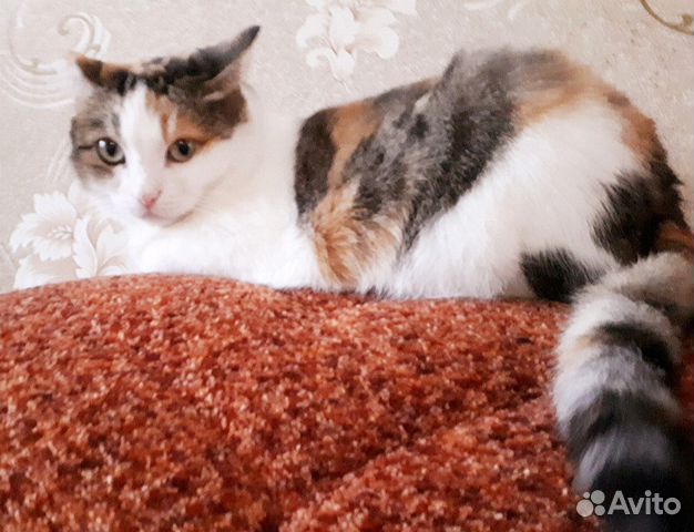 Анфиса отдам в добрые руки