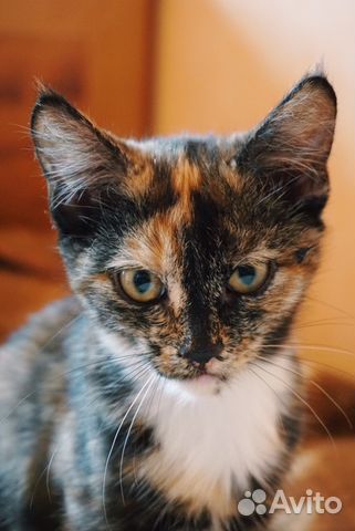 Кошечка Уля