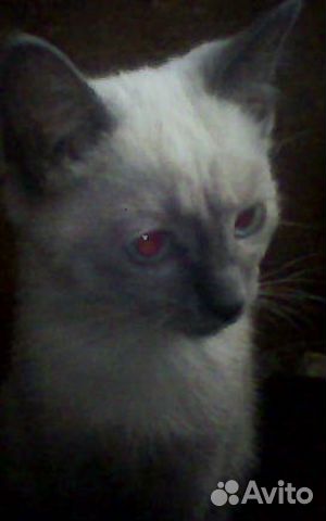 Тайский котенок 2 месяца мальчик