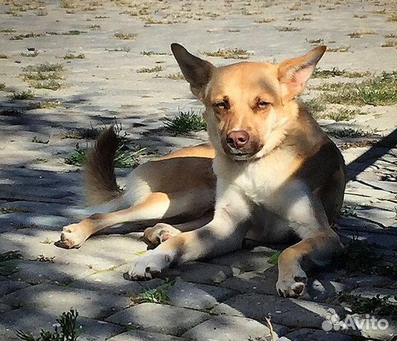 Тяпа в добрые руки