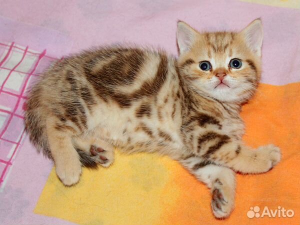 Карамелька - шоколадная золотая красавица