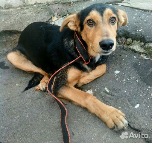 Тимур ищет дом