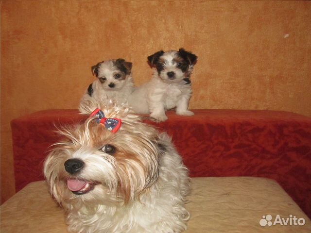 Щенки Бивера