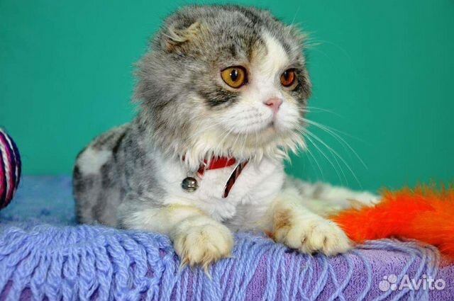 Ласкучий мальчик отдаётся в дар в хорошие руки