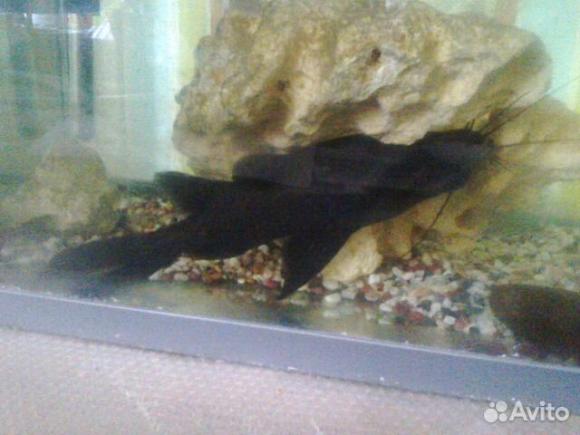 Сом перевертыш черный багрус вместе с аквариумом