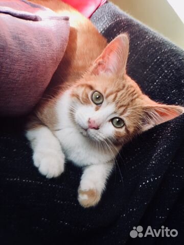 Специя, котёнок девочка, 6 месяцев