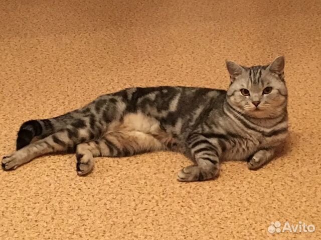 Ищем коту Новый дом