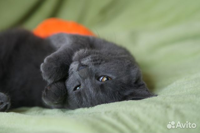 Котенок Бублик в хорошие руки