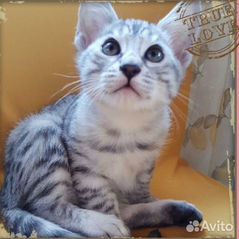Серебряные Бенгальские котята