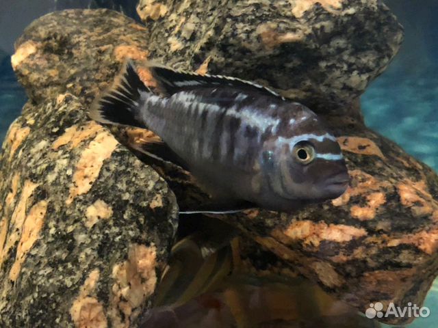 Меланохромис йохани