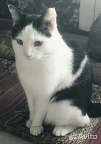 Котик Тишка