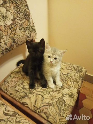 Отдам котенка в хорошие руки