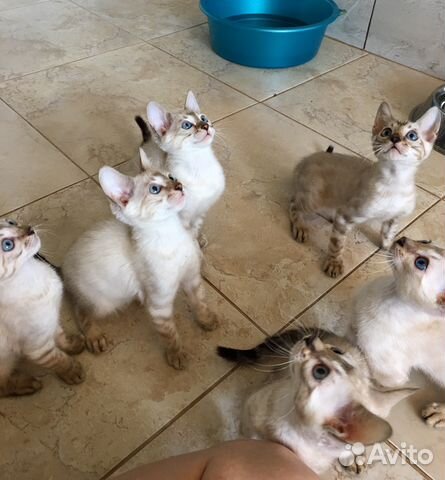 Снежные бенгалики