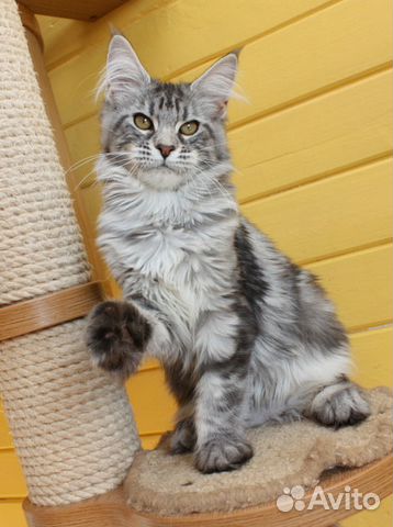 Кошечка мейн кун Бемби чёрный серебряный мрамор