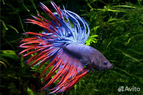 Петушок Дельта, Корона