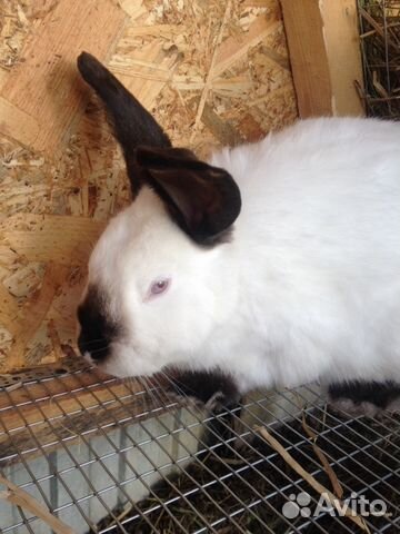Кролик Самец Калифорниец