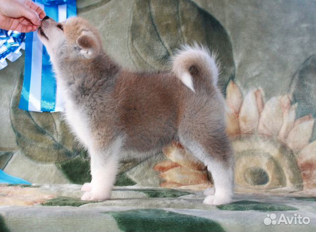 Кобель Акита