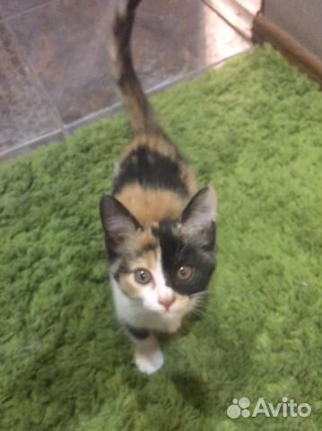 Замечательный, ласковый котенок. (девочка)