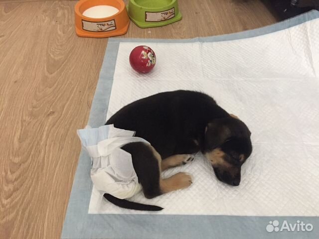 Метис ротвейлера