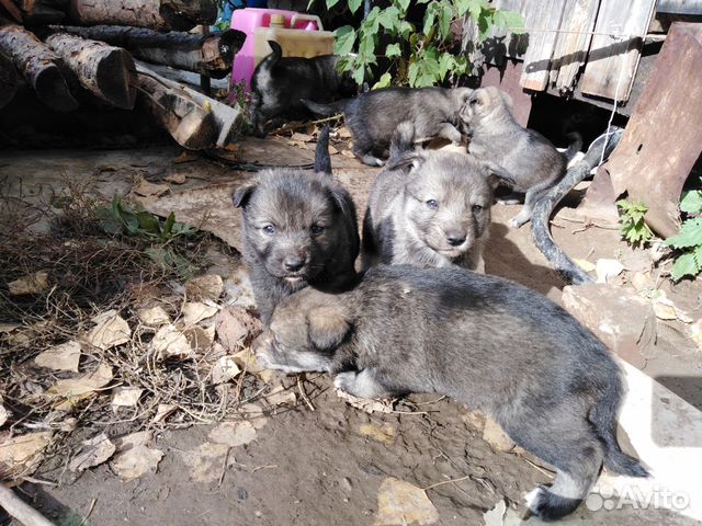 Щенки в добрые руки. Зимой умрут