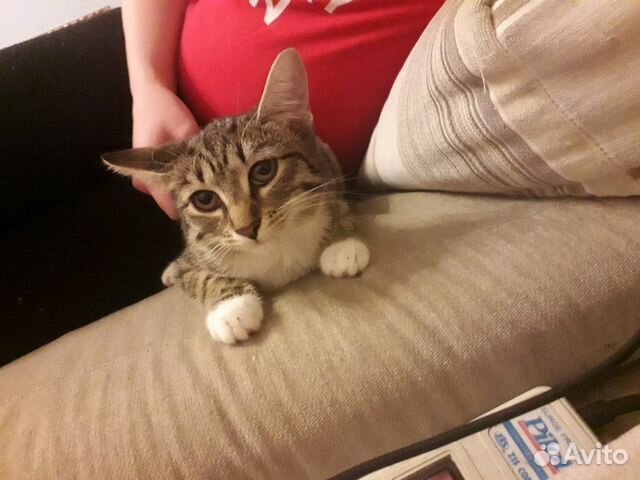 Котенок курильский бобтейл