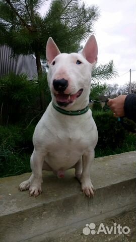 Мини булька