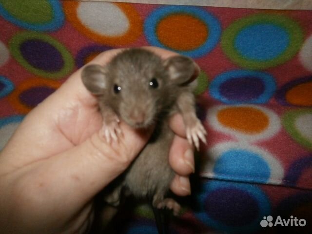 Крысы, крысята дамбо - красотулечки + клетки