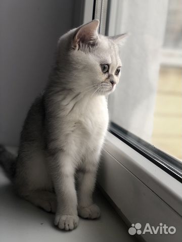 Шотландская прямоухая кошка (скотиш страйт)